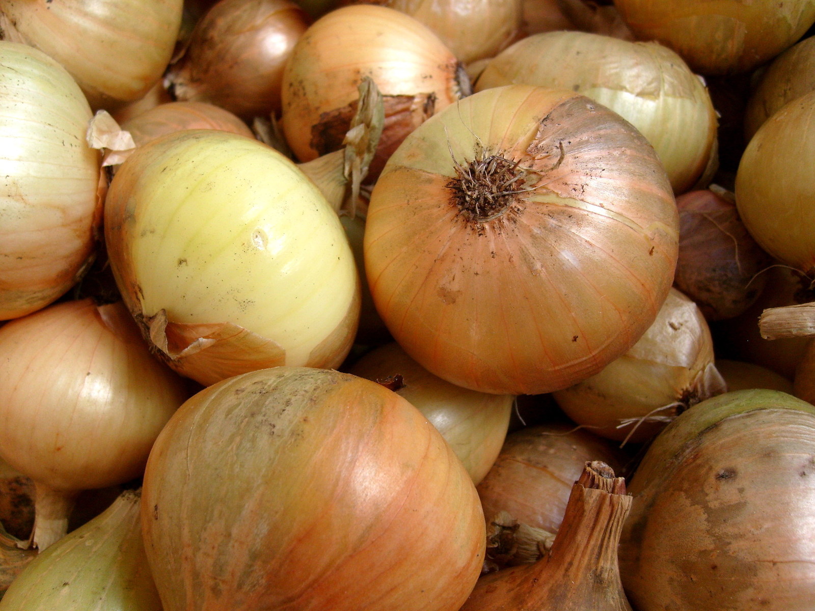 Biologische uien 10Kg - Uw stadsboer Fryslân